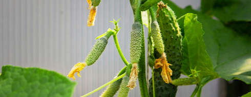 Fafodil – The Perfect Gherkin | Grading, Varieties & Processing Standards